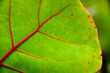 Hoja de Uva Playera en Loiza – Boriken 365