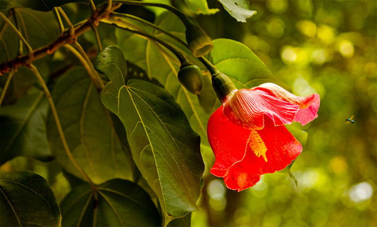 Flor de Maga – Boriken 365