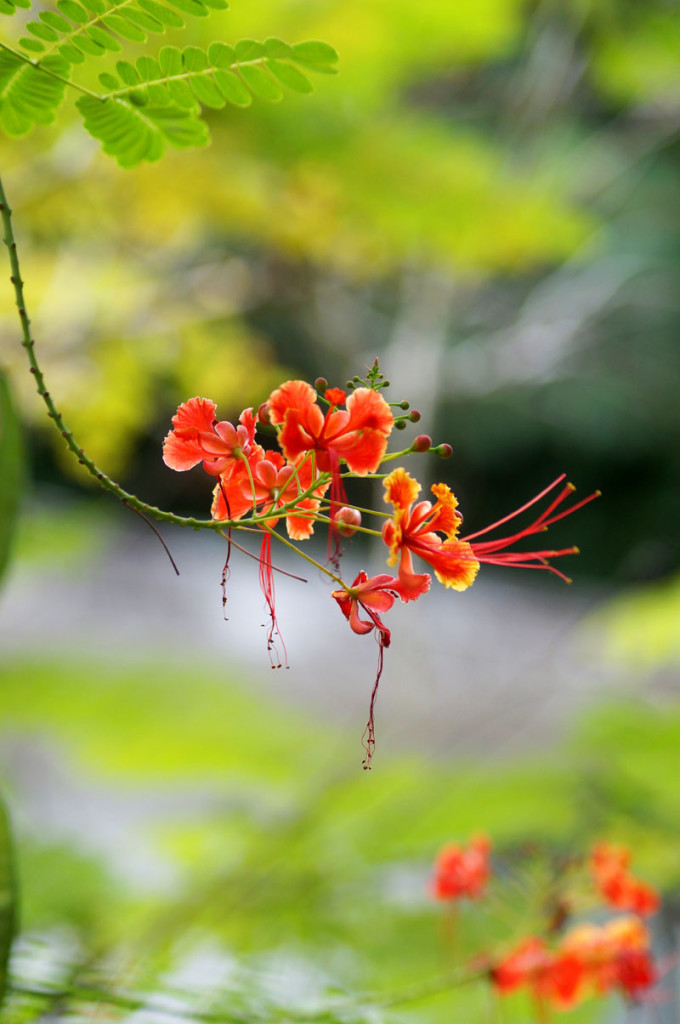 Flor de Flamboyán – Boriken 365